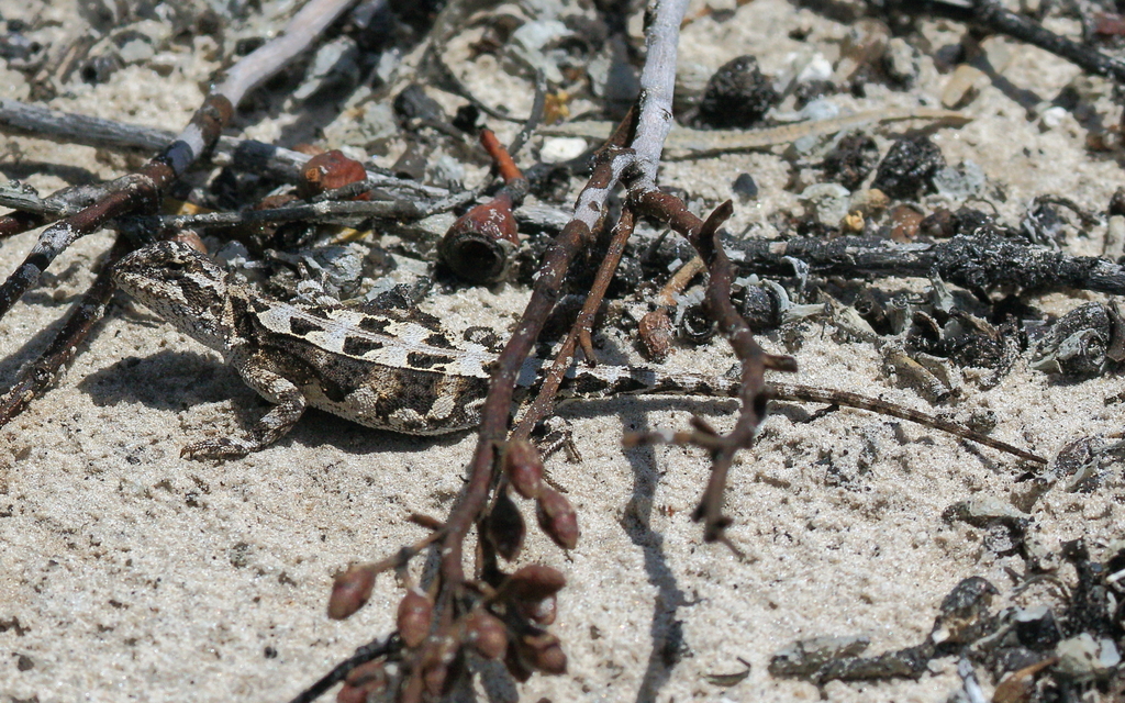 Bight Heath Dragon from Cocklebiddy WA 6443, Australia on October 29 ...