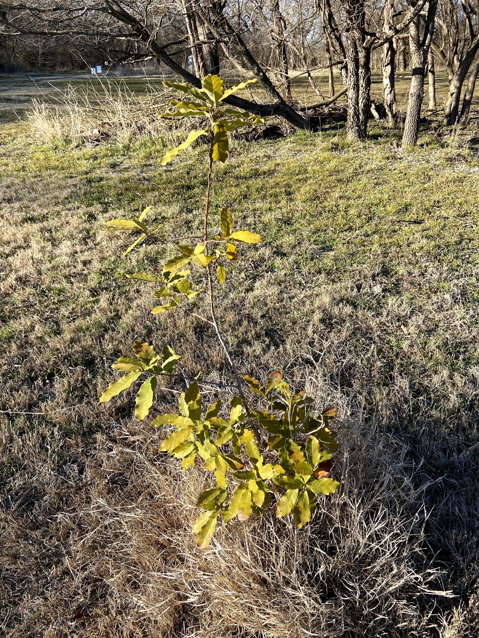 Quercus polymorpha Schltdl. & Cham.