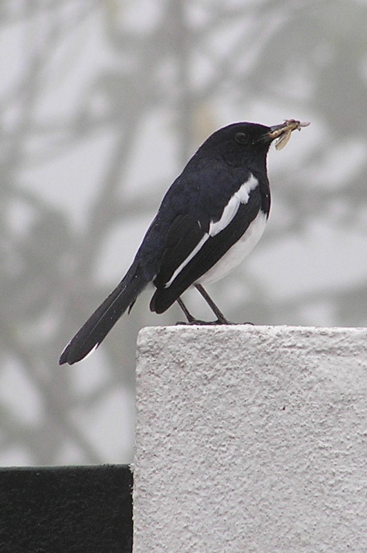 Oriental Magpie-Robin (Birds of Singapore) · iNaturalist
