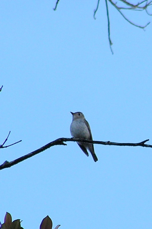 Asian Brown Flycatcher (Birds of Singapore) · iNaturalist