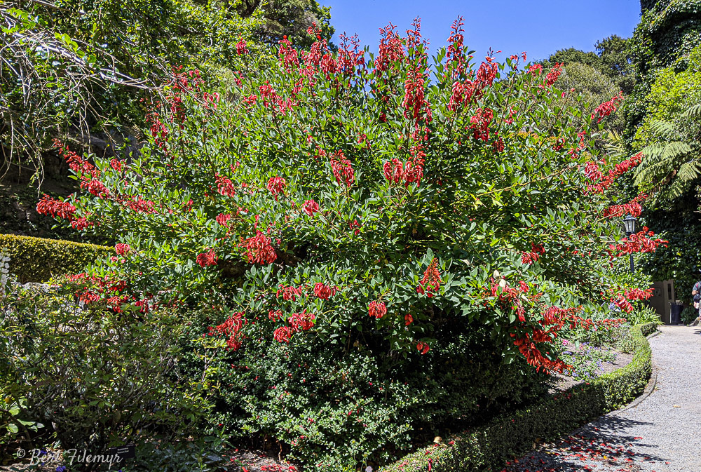 Cockspur coral tree from Snowdon, New Zealand on February 11, 2020 at ...