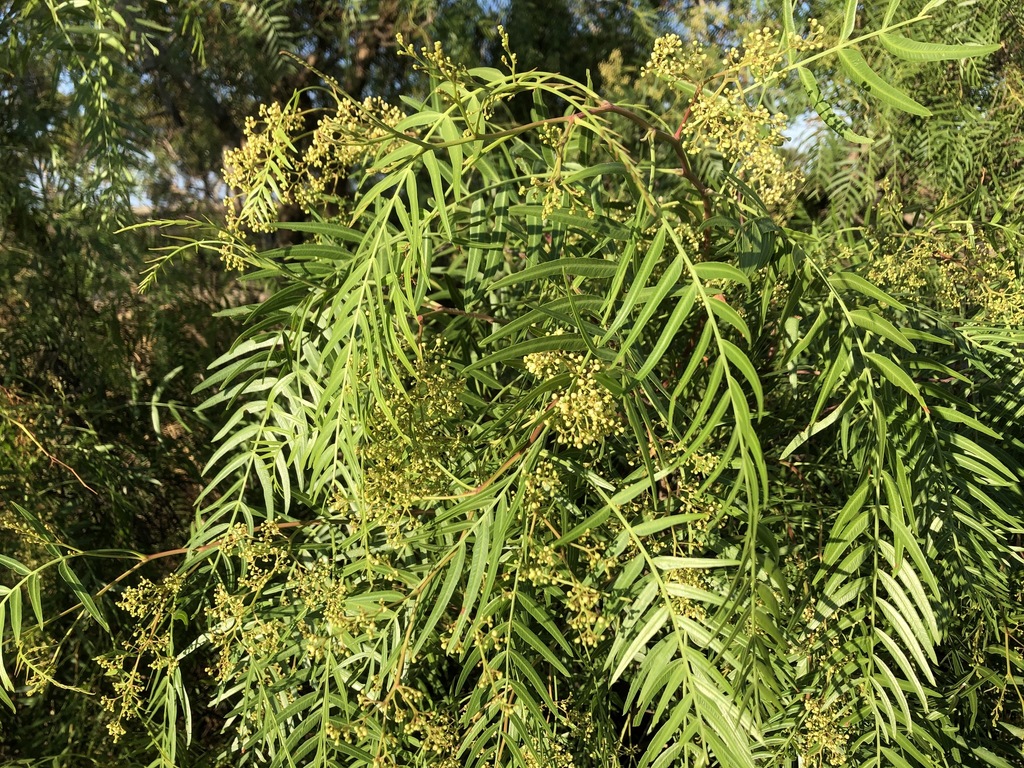 Peppercorn Tree from Keith SA 5267, Australia on February 14, 2021 at ...