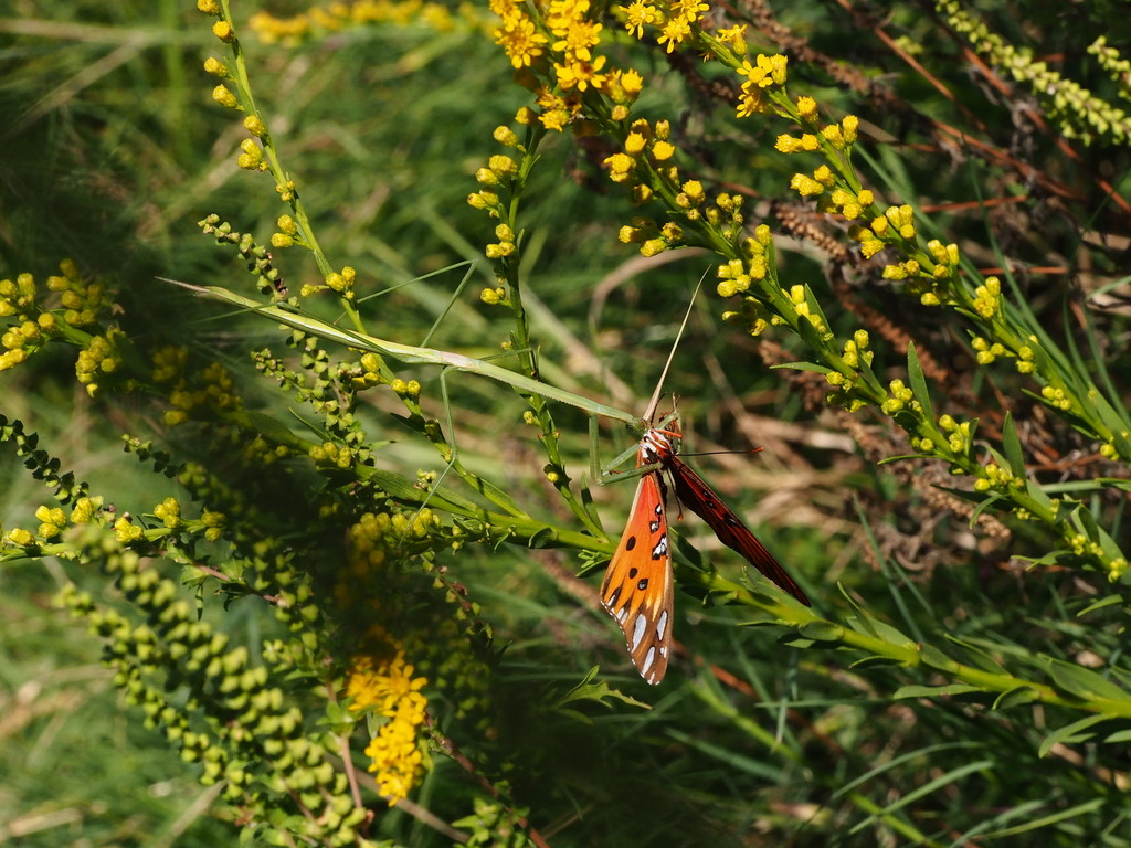 Northern Grass Mantis from Dauphin Island, AL, USA on October 8, 2016 ...
