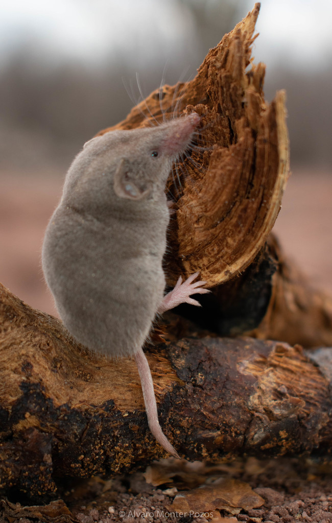 Crawford's Gray Shrew in January 2021 by Alvaro Monter Pozos · iNaturalist