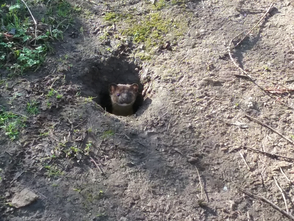 Long-tailed Weasel from Antonelli Pond on February 13, 2021 at 03:05 PM ...
