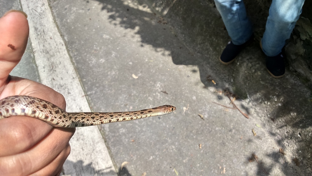 Mexican Bull Snake from C.U., Ciudad de México, CDMX, México on August ...