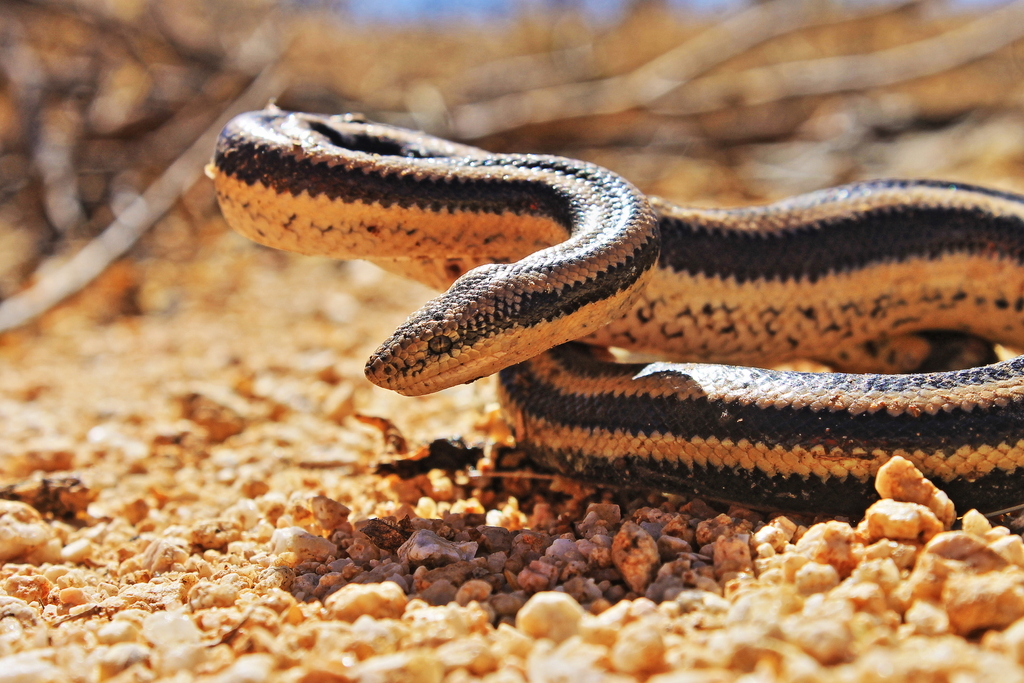 Desert Rosy Boa from Los Cabos, B.C.S., México on March 11, 2014 at 10: ...