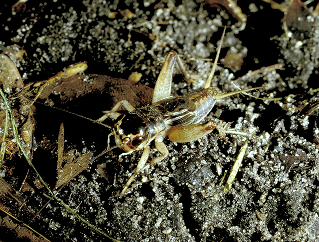 Eastern Striped Cricket (MatBio: GRASSHOPPERS, CRICKETS, & KATYDIDS ...