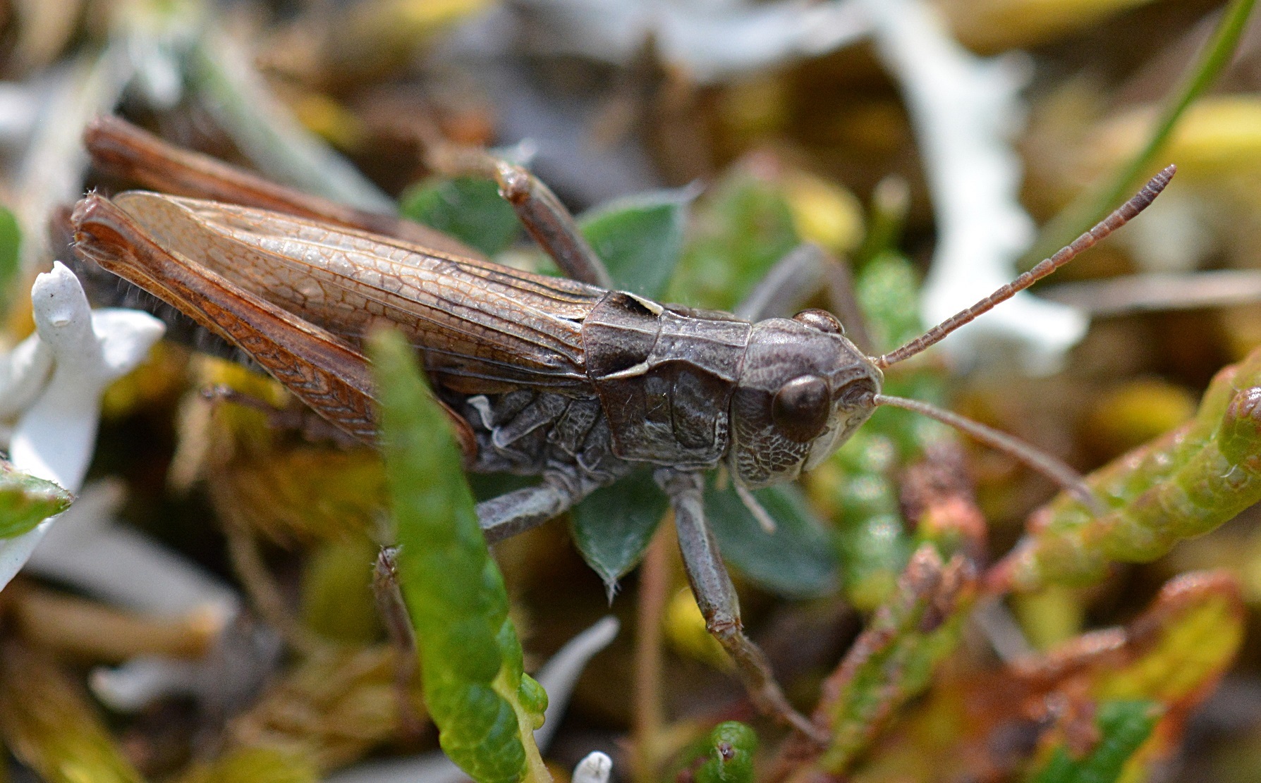 Aeropedellus arcticus Hebard, 1935