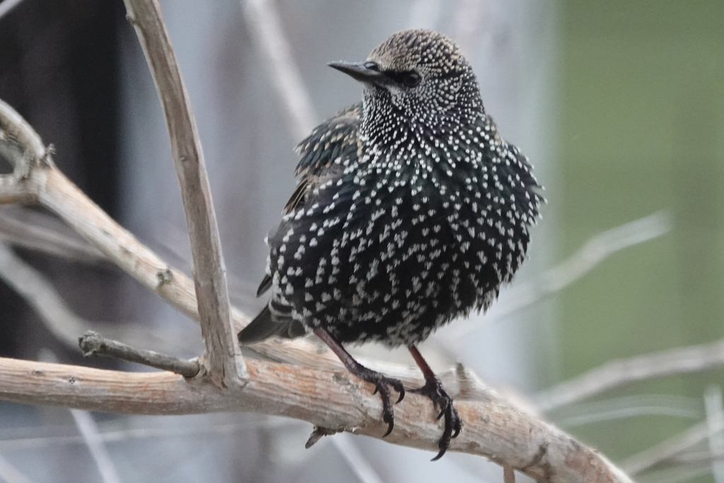 European Starling (Susquehanna County PA in April) · iNaturalist