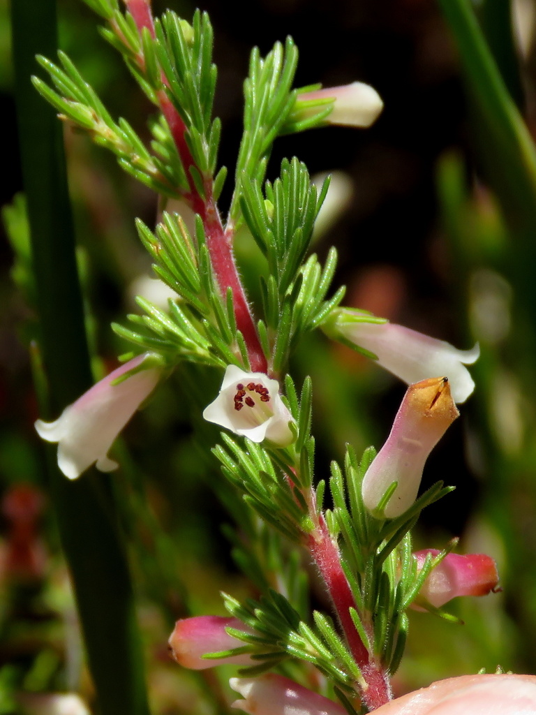 Fountain Heath (Trees of the Cape Peninsula) · BioDiversity4All