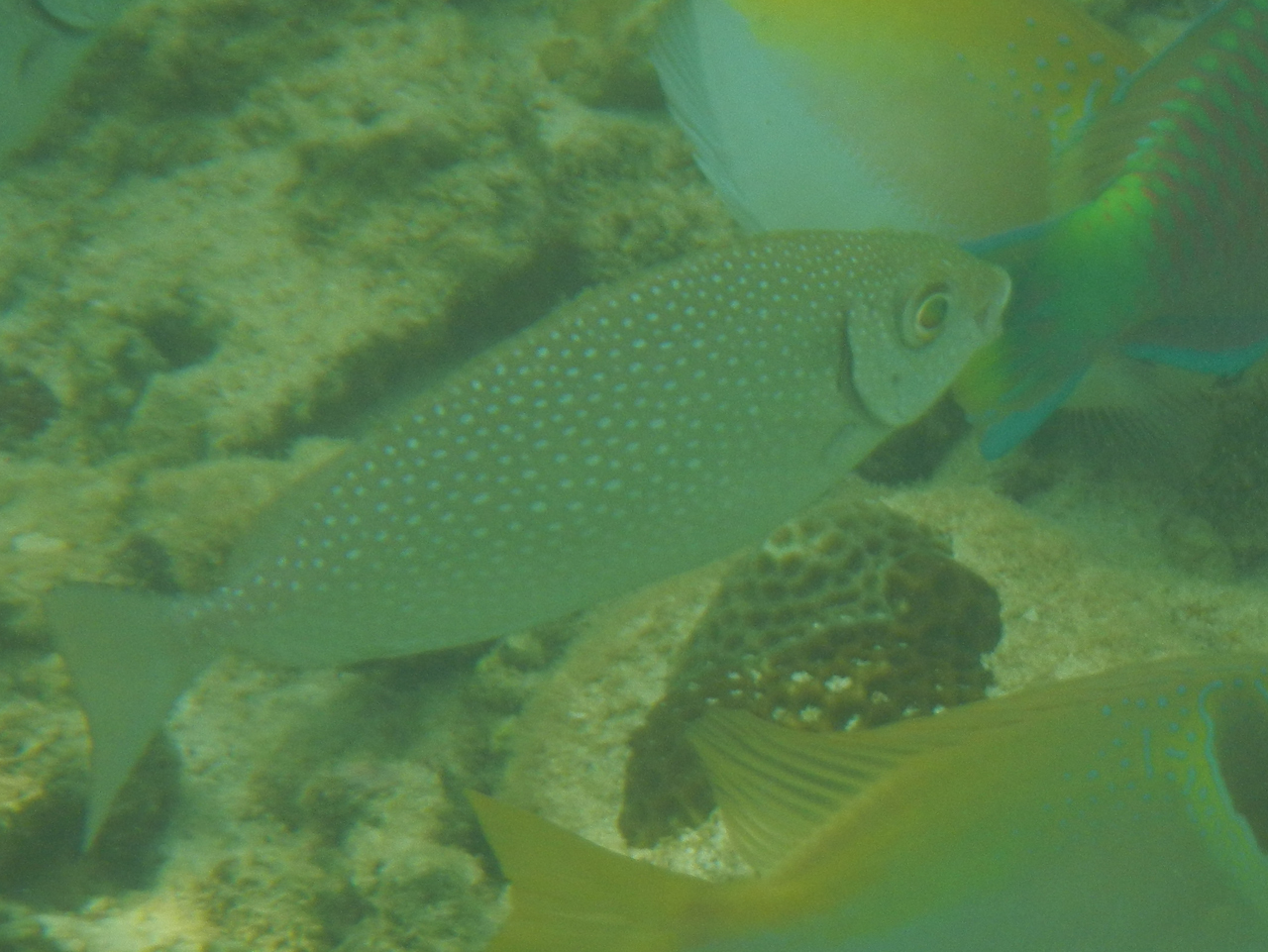 Siganus canaliculatus (Park, 1797)