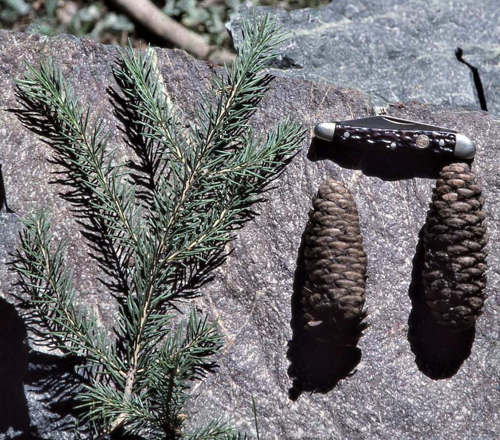 Picea schrenkiana tianschanica from Fukang, Changji Hui Autonomous ...