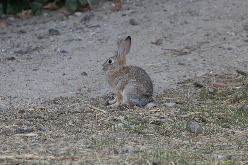Desert Cottontail from Los Angeles, California, United States on ...
