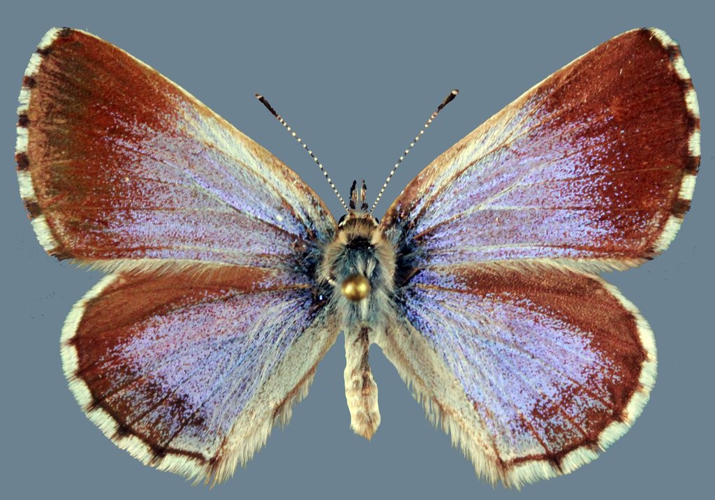 Arrowhead Blue (Dinosaur National Monument Butterfly Guide 🦋) · iNaturalist