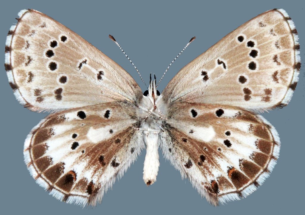 Arrowhead Blue (Dinosaur National Monument Butterfly ID Guide 🦋 ...