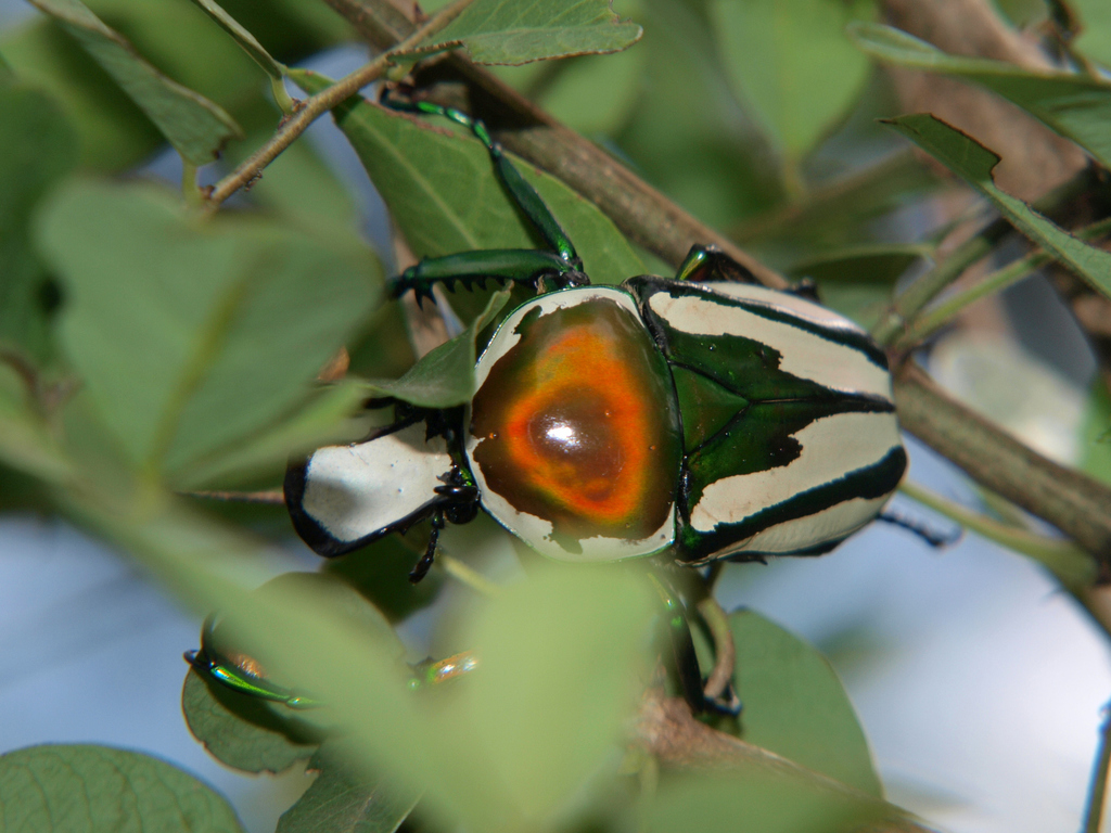Regal Fruit Chafer from Lusaka, Zambia on January 26, 2018 at 10:57 AM ...