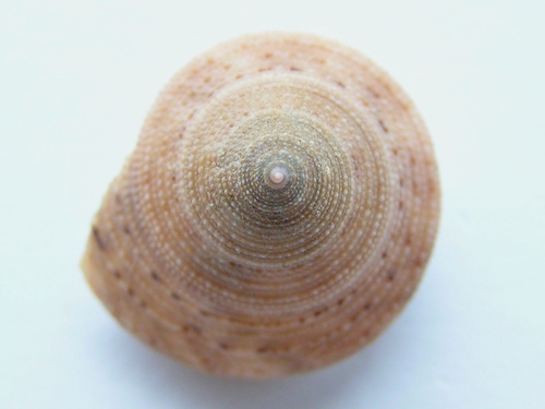 Calliostoma aequisculptum · iNaturalist United Kingdom