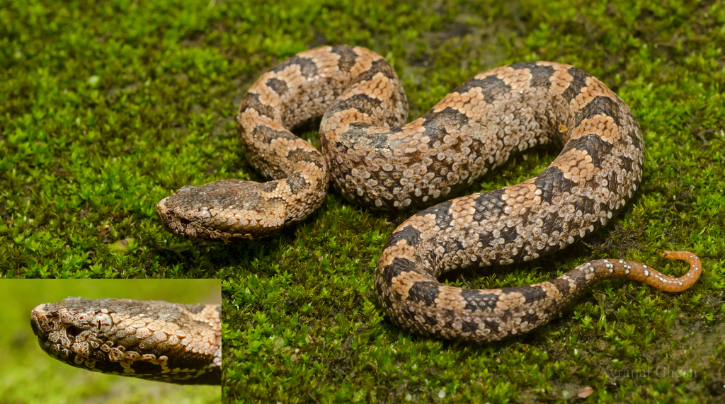 Chinese Mountain Pit Viper (Ovophis monticola) - Snakes and Lizards