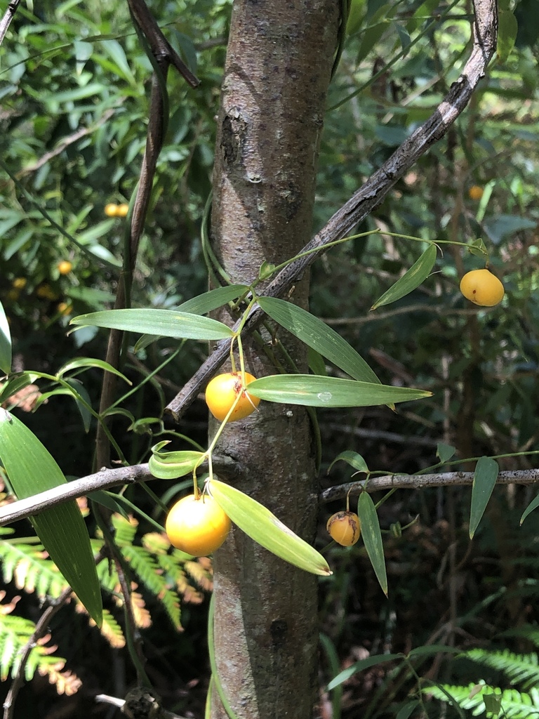 Wombat Berry from Awabakal Nature Reserve, Dudley, NSW, AU on February ...