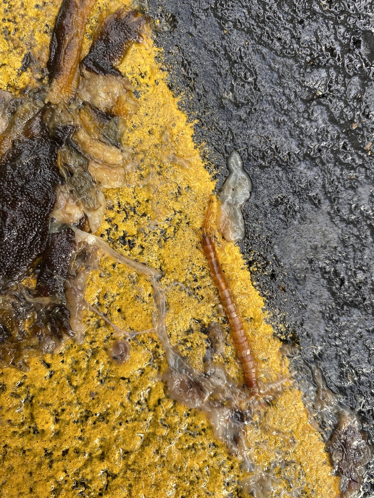 Scolopocryptops from Santa Clara County, CA, USA on February 13, 2021 ...