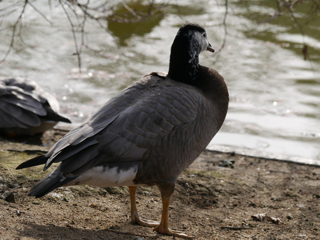 Black Geese × Grey Geese from Parc Montsouris, Paris, Île-de-France, FR ...