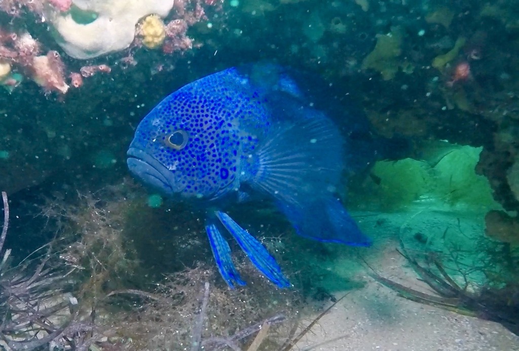 Southern Blue Devil from South Australia, Australia on February 14 ...