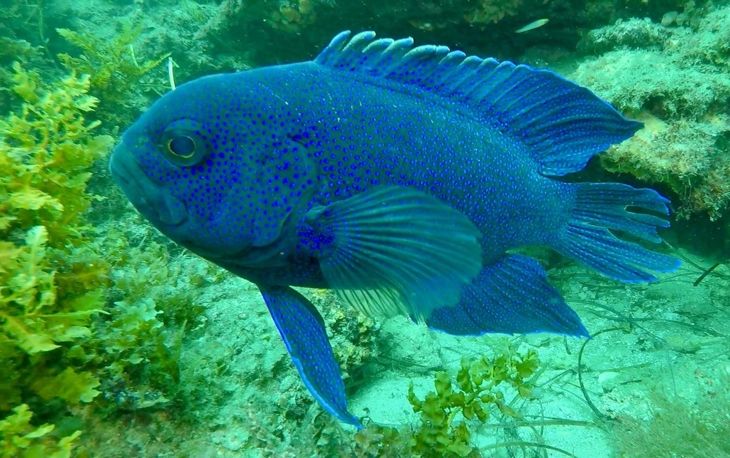 Southern Blue Devil from South Australia, Australia on February 14 ...