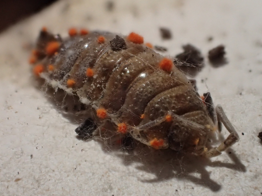 Common Rough Woodlouse from Longridge Rd, Oakland, CA, US on February ...