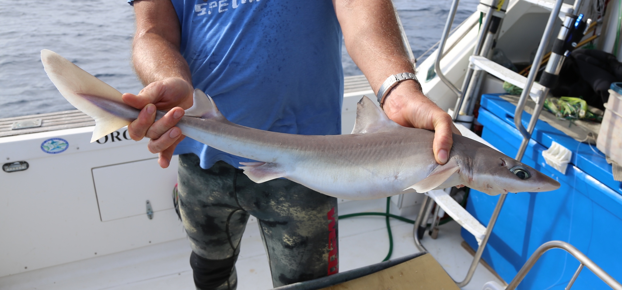 Squalus griffini Phillipps, 1931