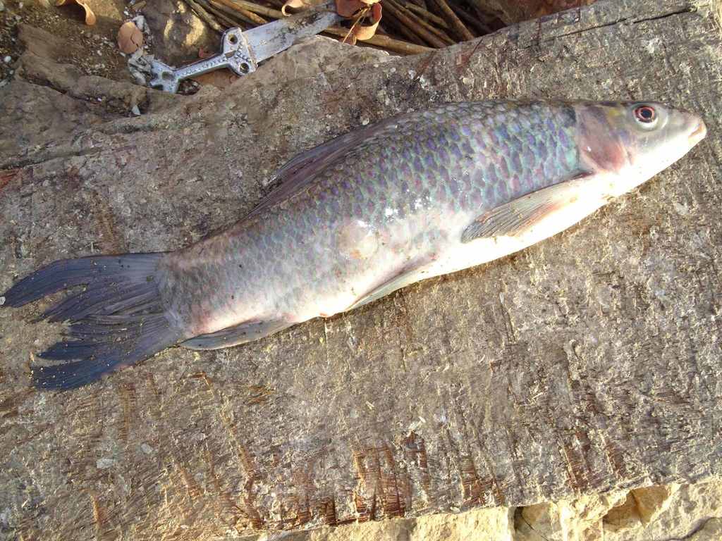 African carp (Labeo senegalensis) - Marine Life Identification