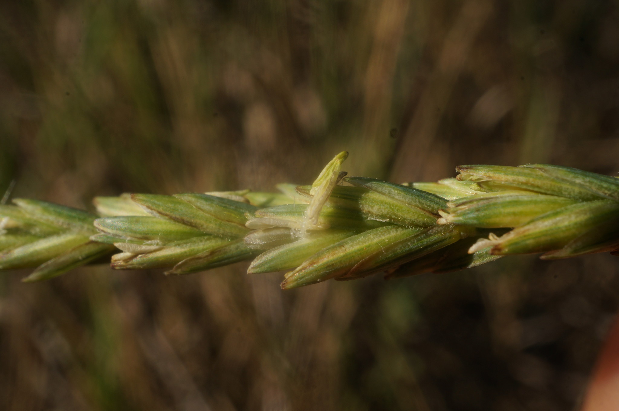 Thinopyrum intermedium subsp. intermedium