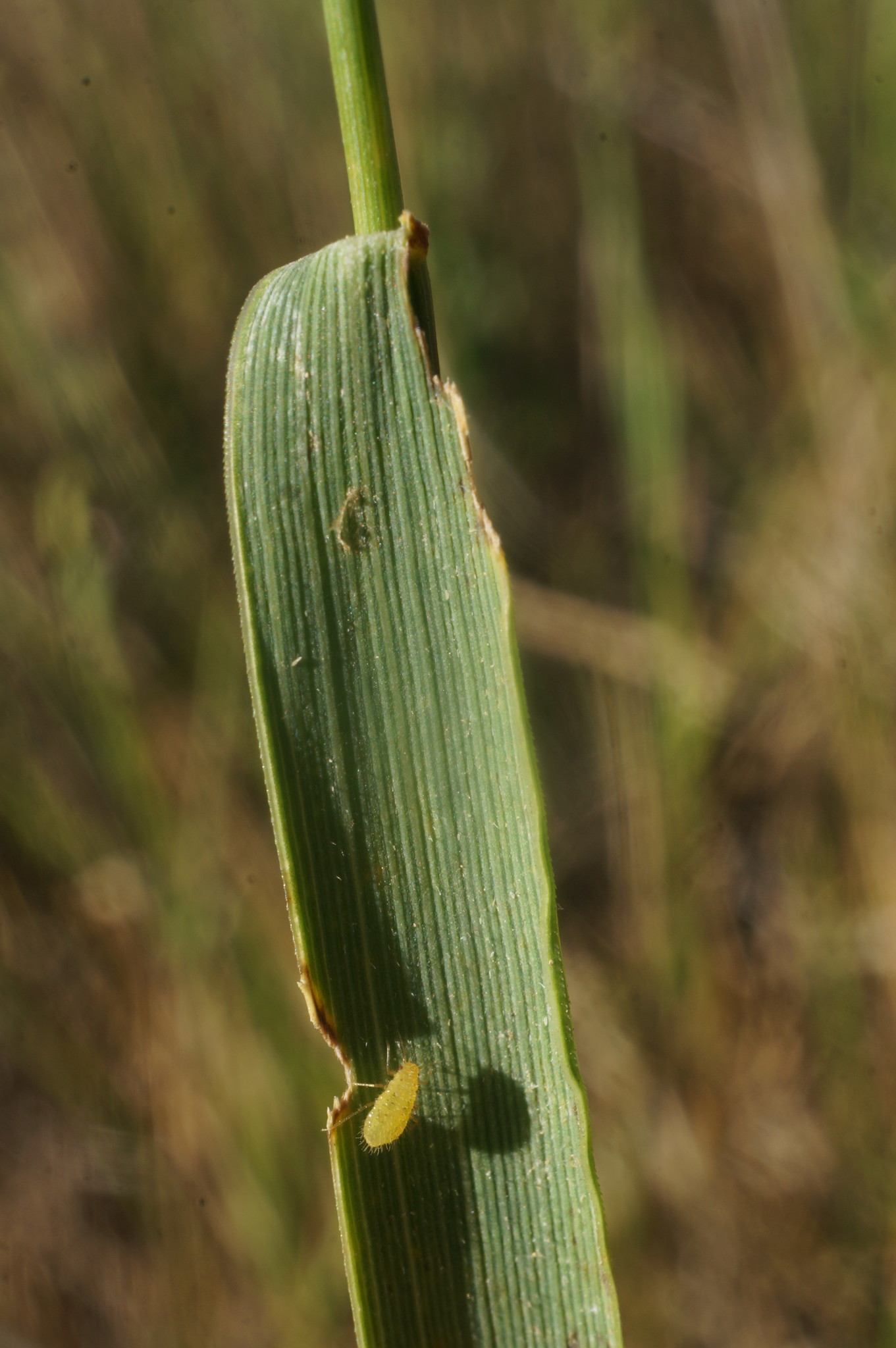 Thinopyrum intermedium subsp. intermedium