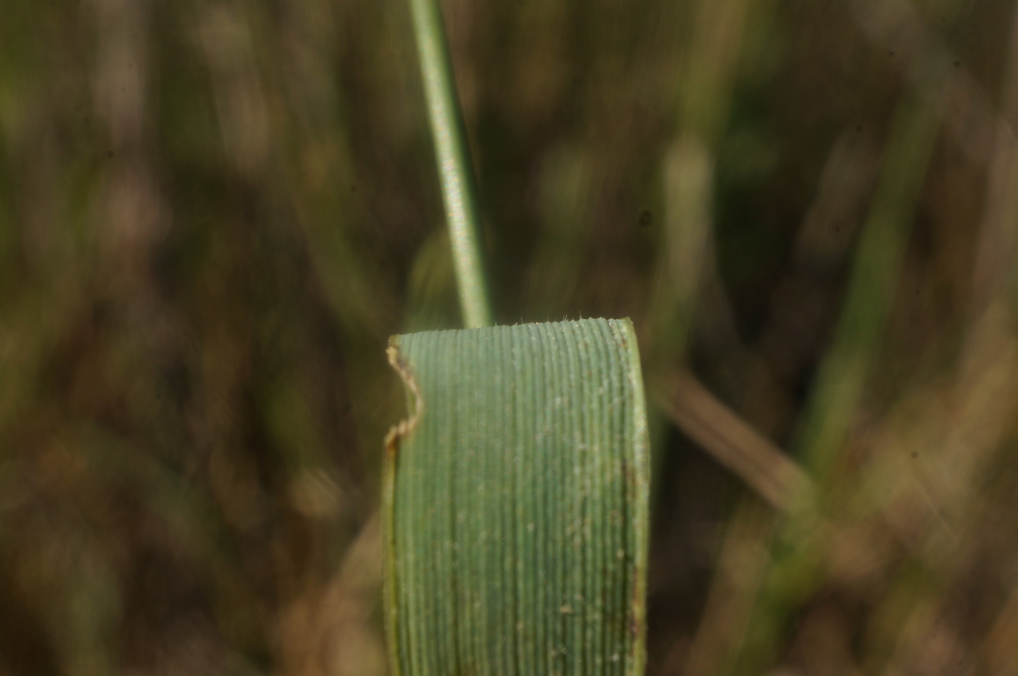 Thinopyrum intermedium subsp. intermedium