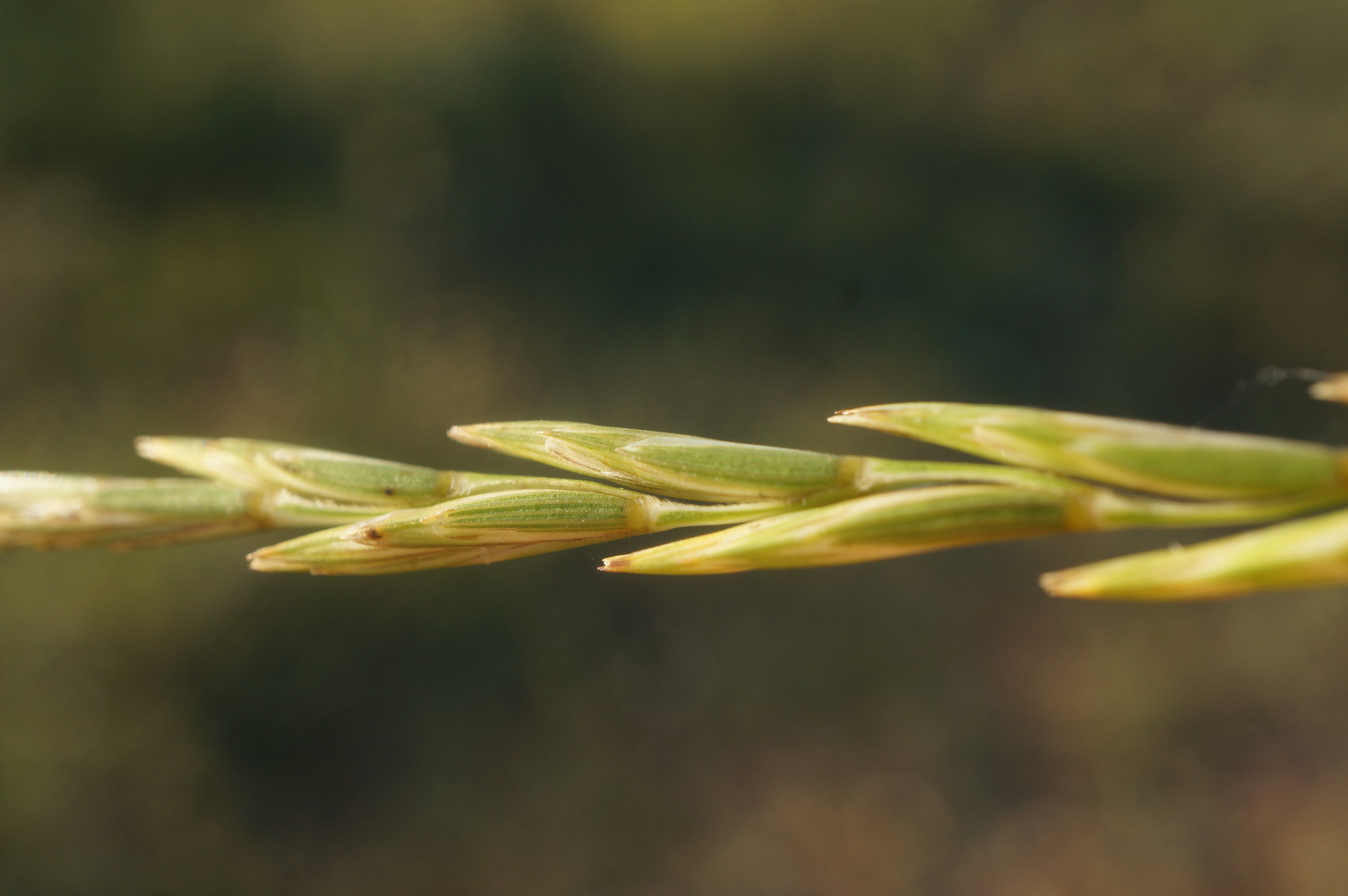 Thinopyrum intermedium subsp. intermedium