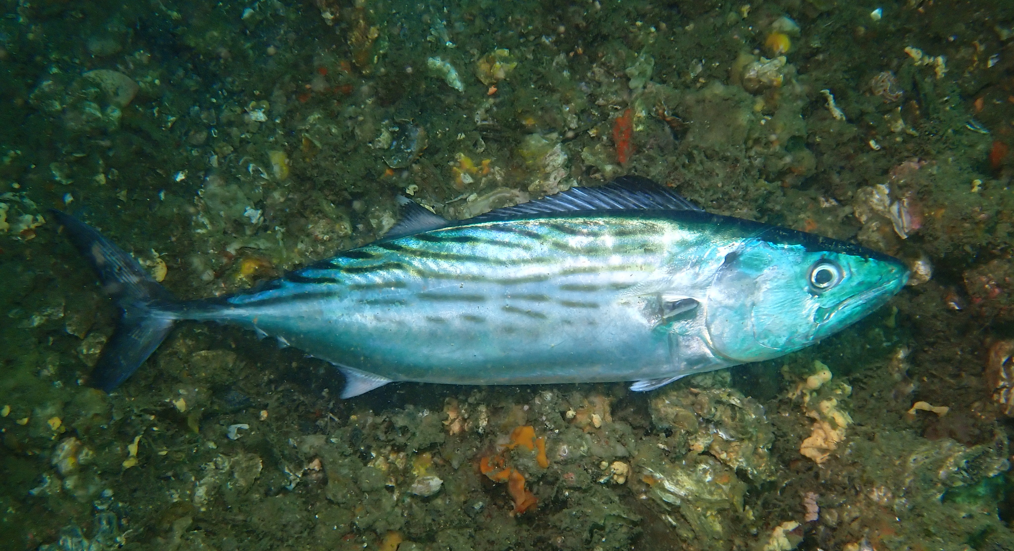 Sarda australis (Macleay, 1881)