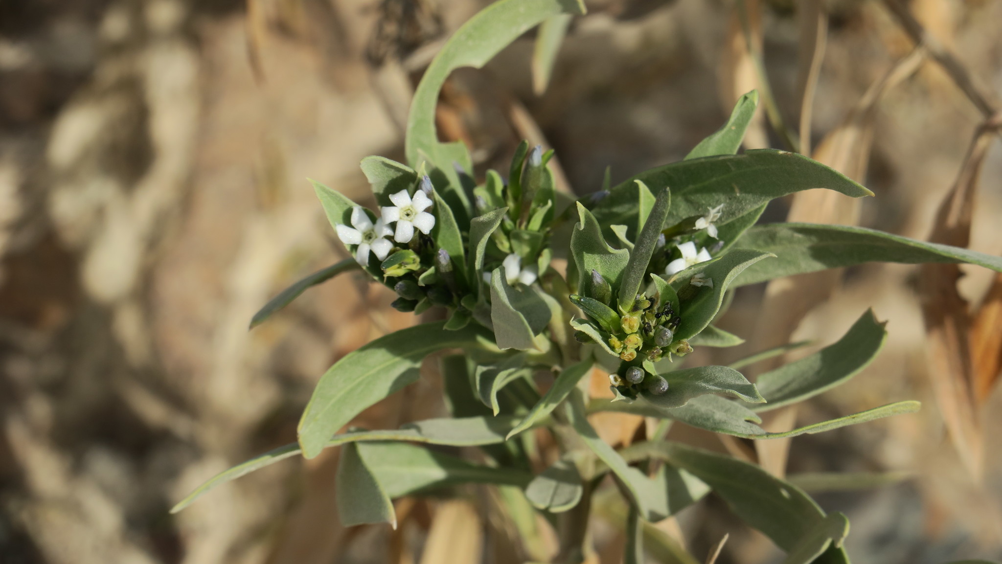 Rhazya stricta Decne.