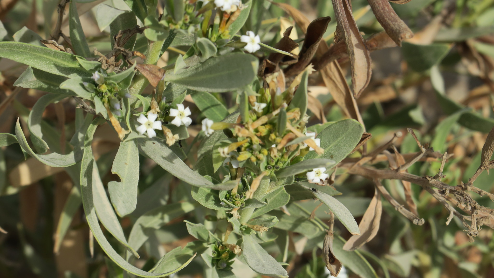 Rhazya stricta Decne.