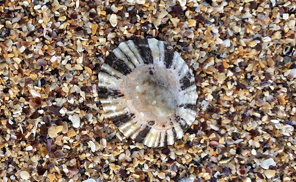 Variegated limpet from Sydney NSW, Australia on February 14, 2021 at 05 ...