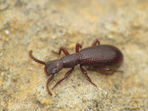 Dichillus subcostatus · iNaturalist United Kingdom