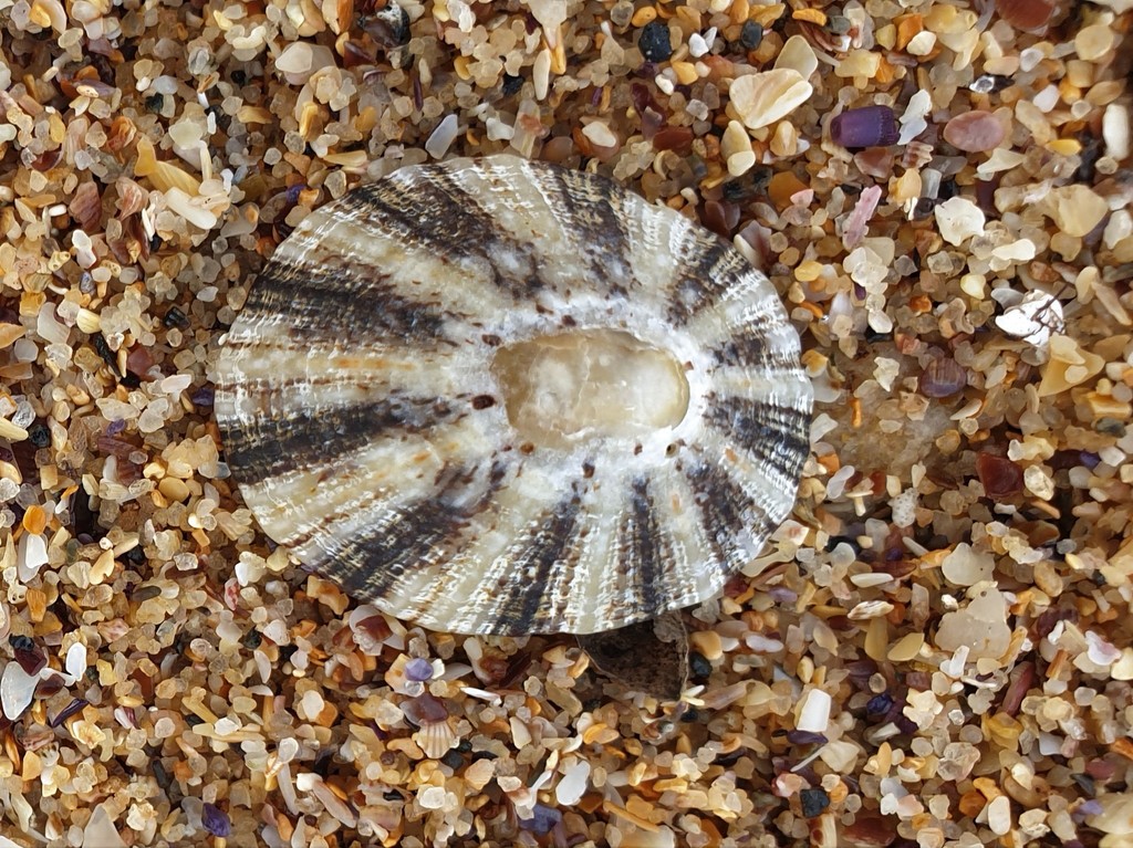 Variegated limpet from Sydney NSW, Australia on February 14, 2021 at 06 ...