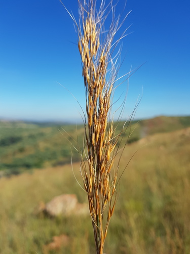 Loudetia simplex · NaturaLista Colombia