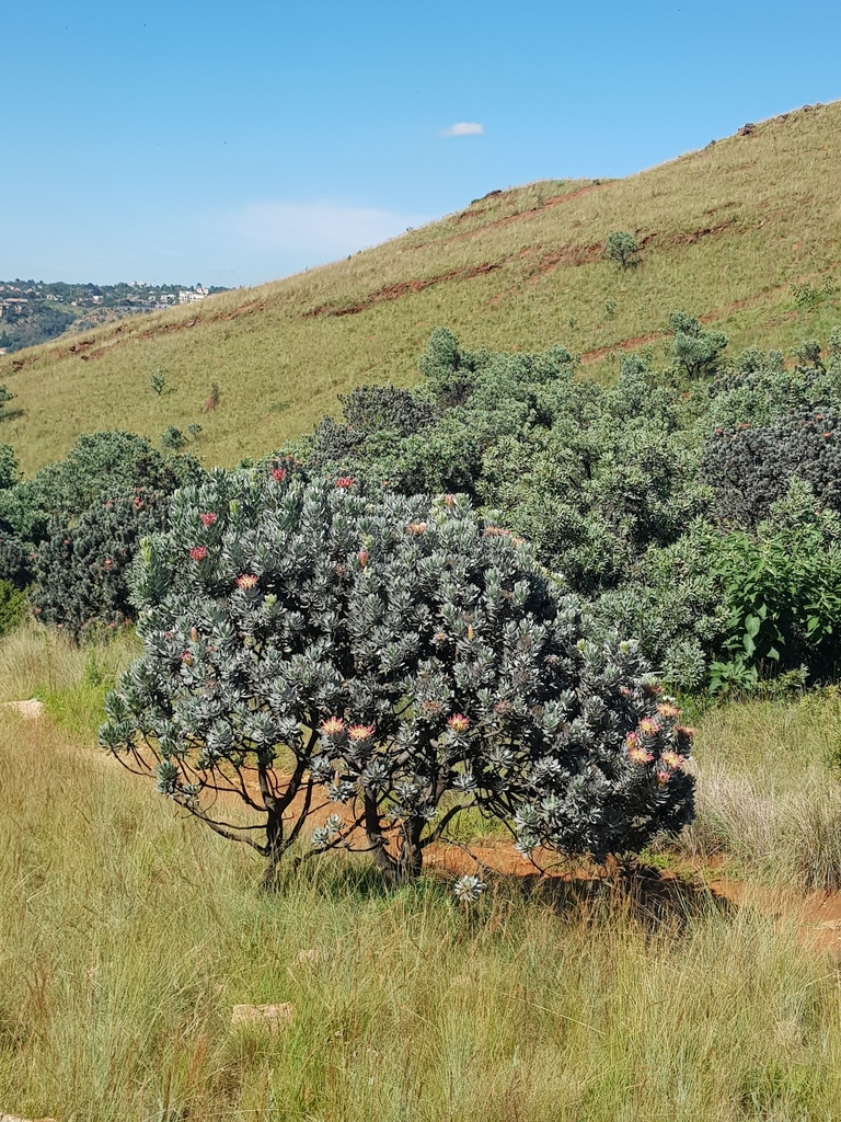 Tall Silver Sugarbush from Rangeview, Krugersdorp, 1739, South Africa ...