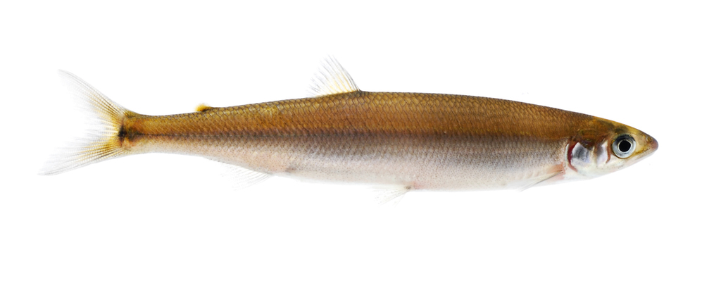 Australian Grayling (Prototroctes maraena) - Marine Life Identification