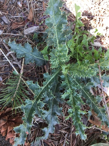 Canada Thistle (Noxious Weeds of Colorado) · iNaturalist