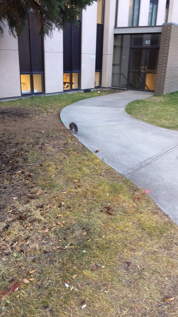 Eastern Gray Squirrel from University of Calgary, Calgary, AB, CA on ...