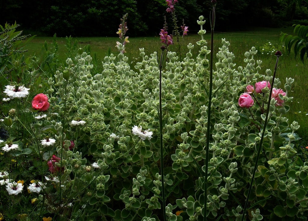 (Ballota) - Botanical Realm