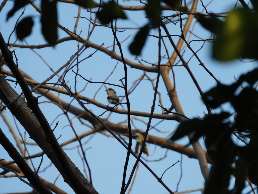 Silver-throated Tit in February 2021 by Elle Xu · iNaturalist