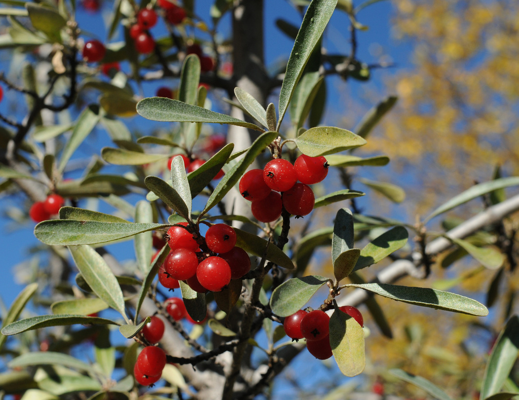 silver buffaloberry from Northwest Calgary, Calgary, AB, Canada on ...