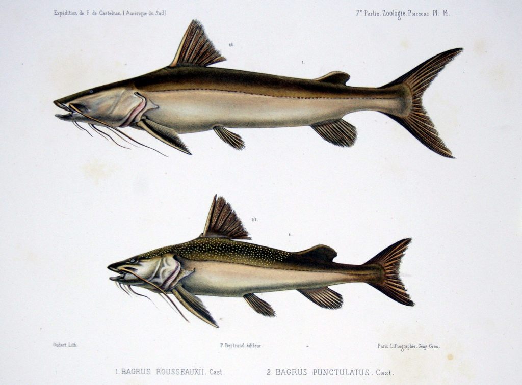 Gilded catfish (Brachyplatystoma rousseauxii) - Marine Life Identification